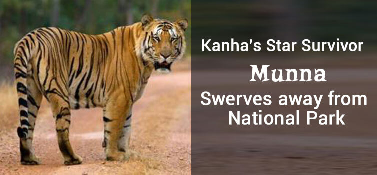 Kanha National Park's Oldest Tiger, Munna Goes Missing