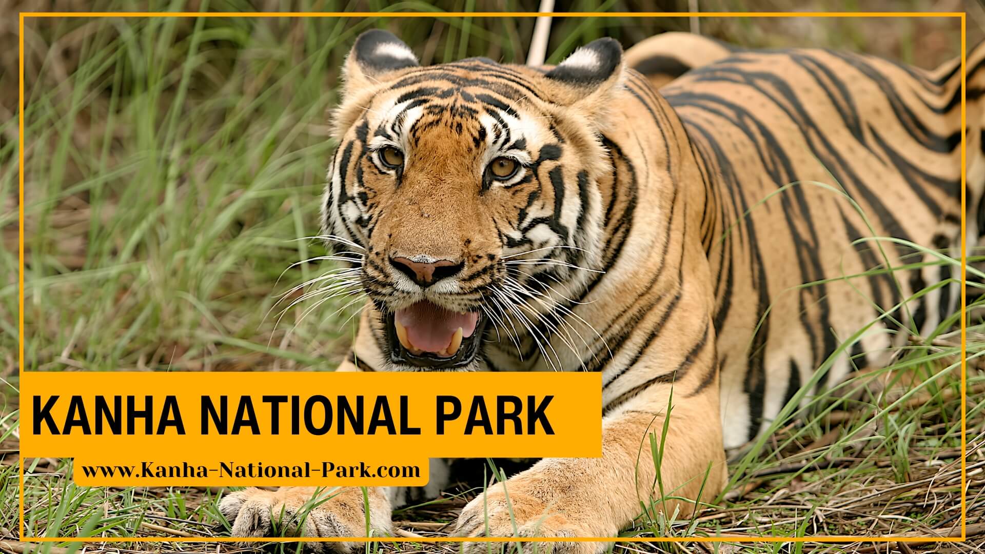 Kanha National Park Madhya Pradesh, India | Kanha Tiger Reserve